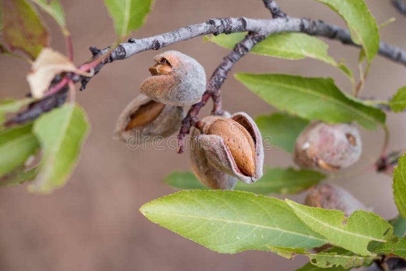 Ripe Almonds on the Tree Branches. Stock Image - Image of macro, almond ...