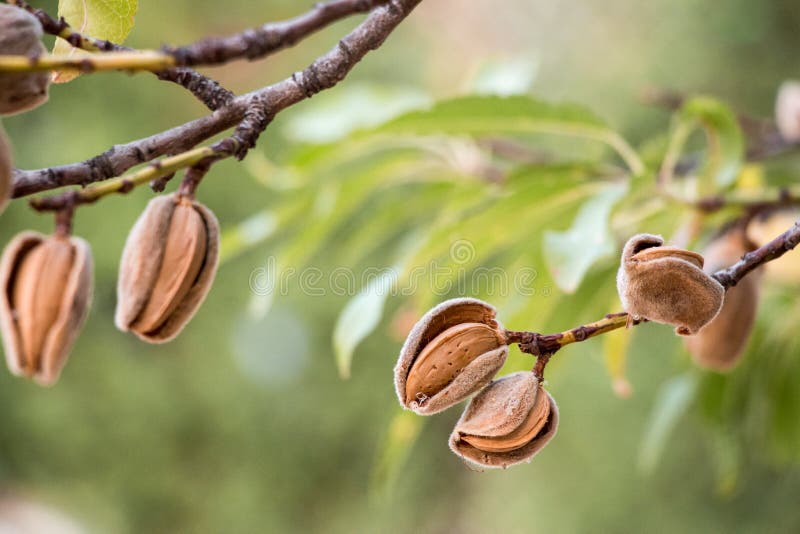 Ripe Almonds on the Tree Branches. Stock Photo - Image of food ...
