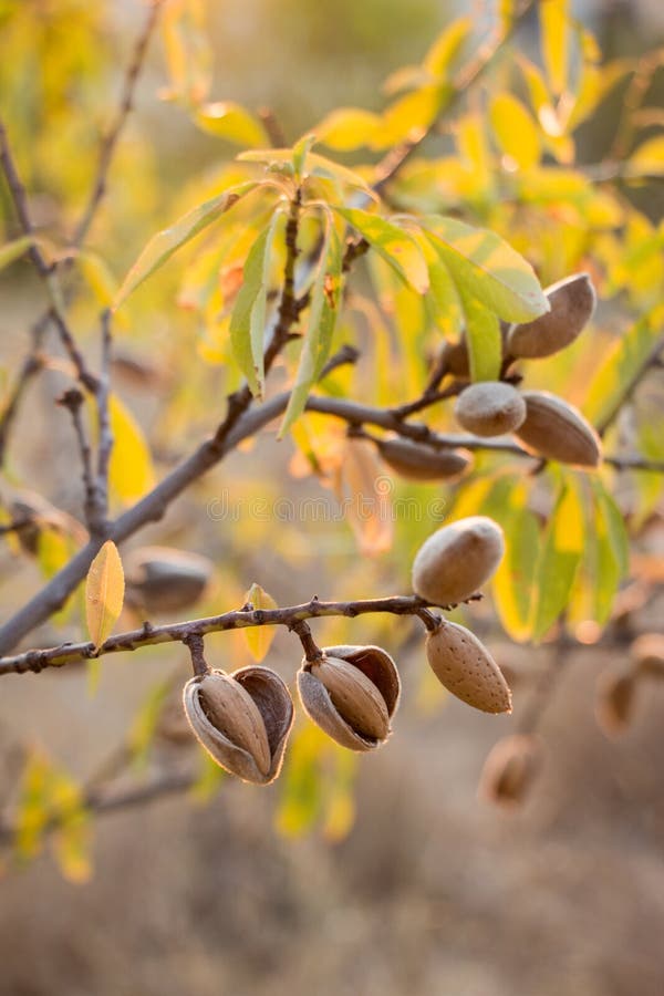 Ripe Almonds on the Tree Branches. Stock Photo - Image of food ...