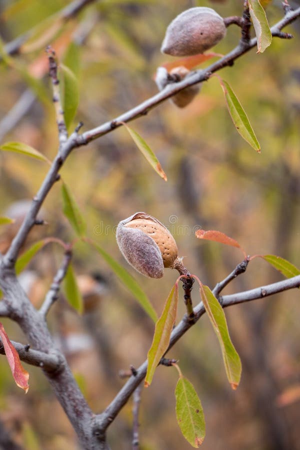 Ripe Almonds on the Tree Branches. Stock Image - Image of green ...