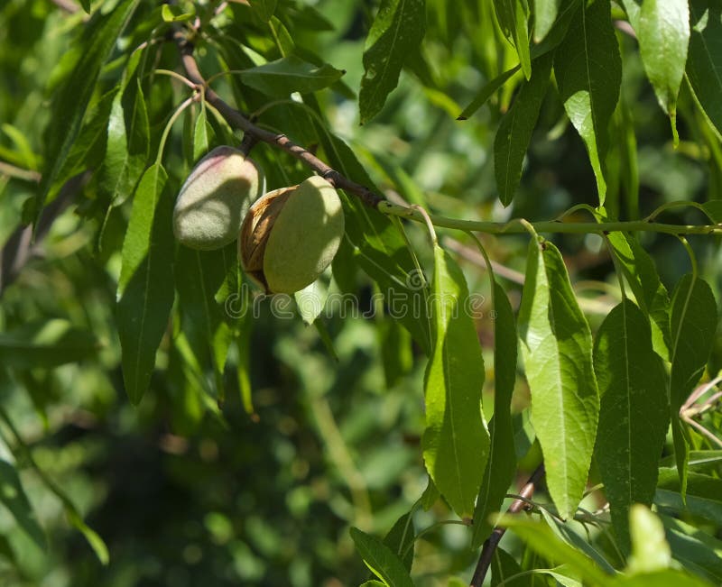 Ripe Almonds on the Tree Branches Stock Photo - Image of brown, natural ...