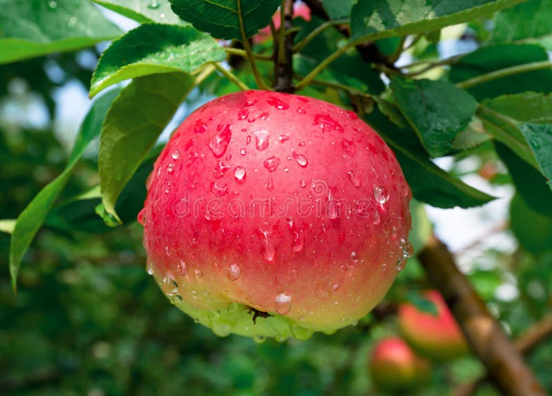 Ripe apple stock image. Image of delicious, healthy, water - 21163433