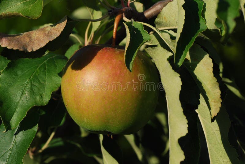 Ripe apple stock image. Image of garden, fruit, healthy - 23292877