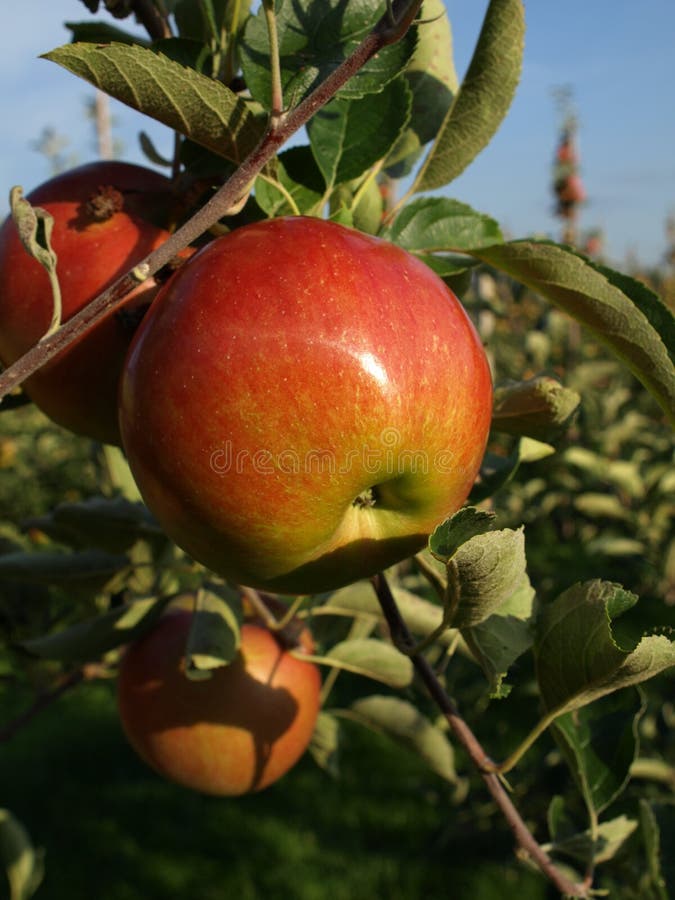 Ripe apple stock image. Image of eating, nature, industrial - 44612507