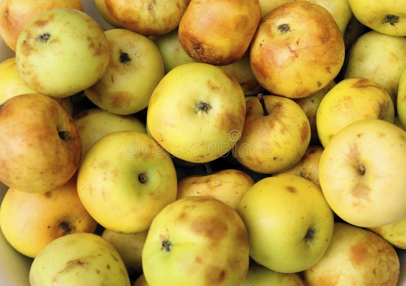 Ripe apple stock photo. Image of yellow, garden, tumbled - 26784386