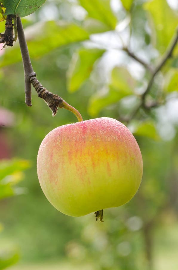 Ripe apple on branch stock photo. Image of branch, green - 76012666