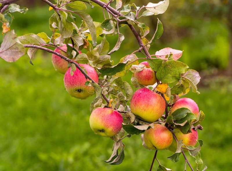 Ripe Apple Fruit Growing on the Tree. Harvest Summer Time Stock Image ...