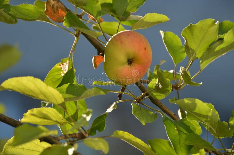 Ripe Apple Fruit on Tree Branch Stock Photo - Image of closeup, apple ...