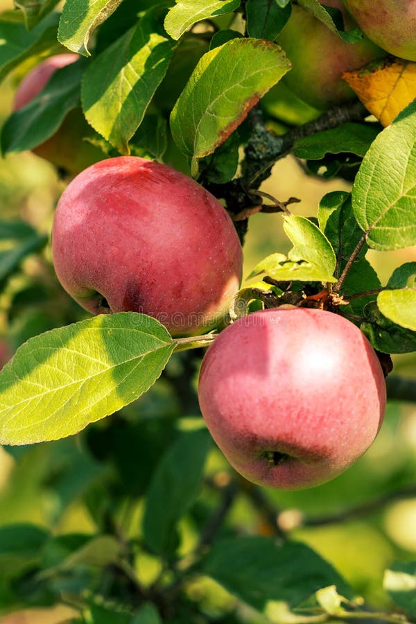Ripe Apple Fruits Growing on the Tree Summer Time Stock Photo - Image ...
