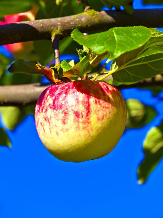 Ripe Apple Hanging On The Apple Picture. Image: 20819815