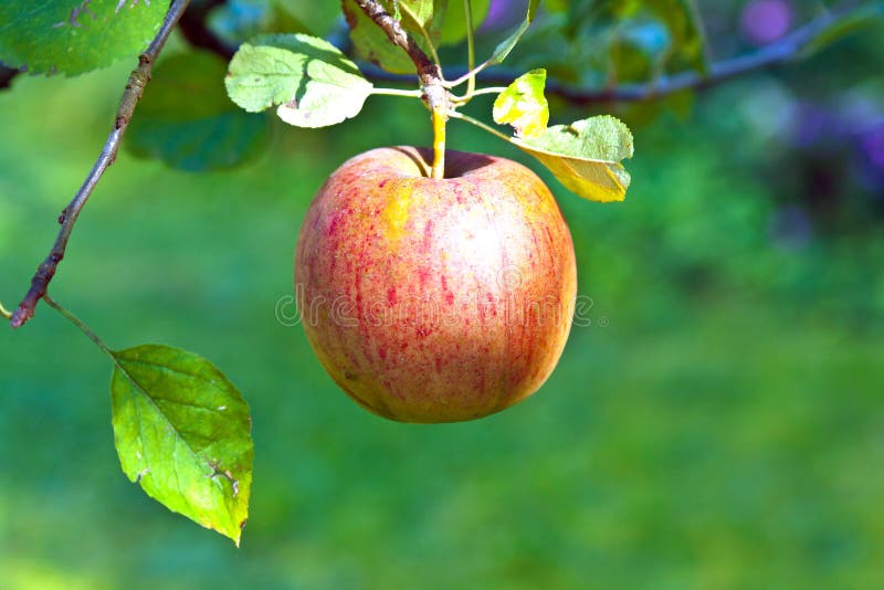 Ripe Apple Hanging at the Tree Stock Image - Image of freshness, blue ...