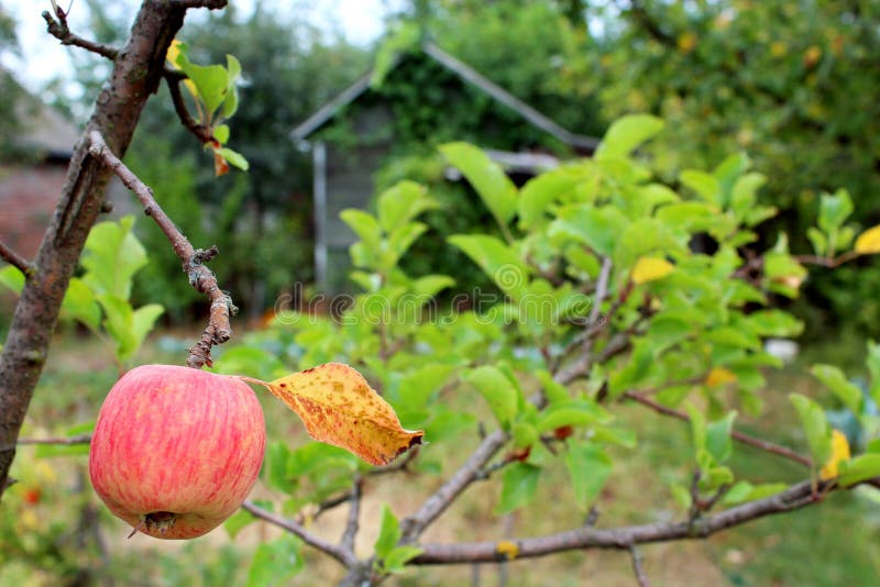 Ripe Apple Hangs on the Tree Stock Image - Image of aroma, garden: 62652051