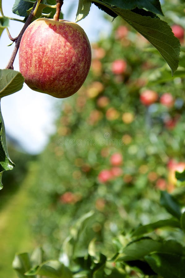 Ripe Apple, Ready To Be Picked Stock Photo - Image of fruit, outside ...