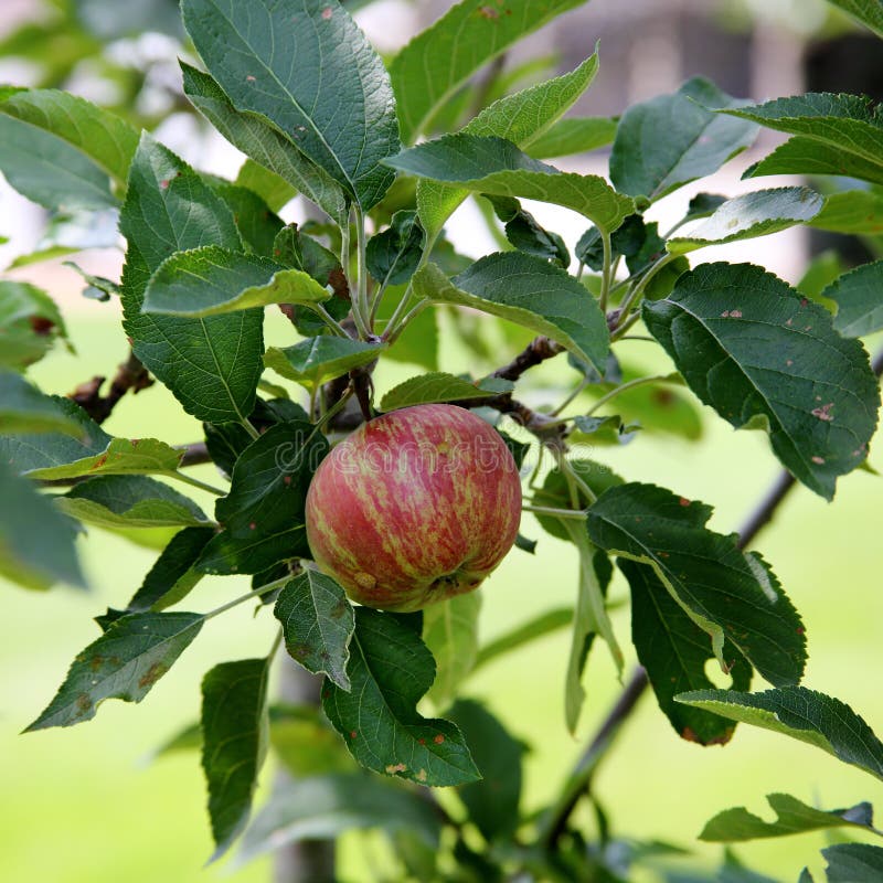 Almost Ripe Apple with Red Striping on Branch with Leaves Stock Image ...