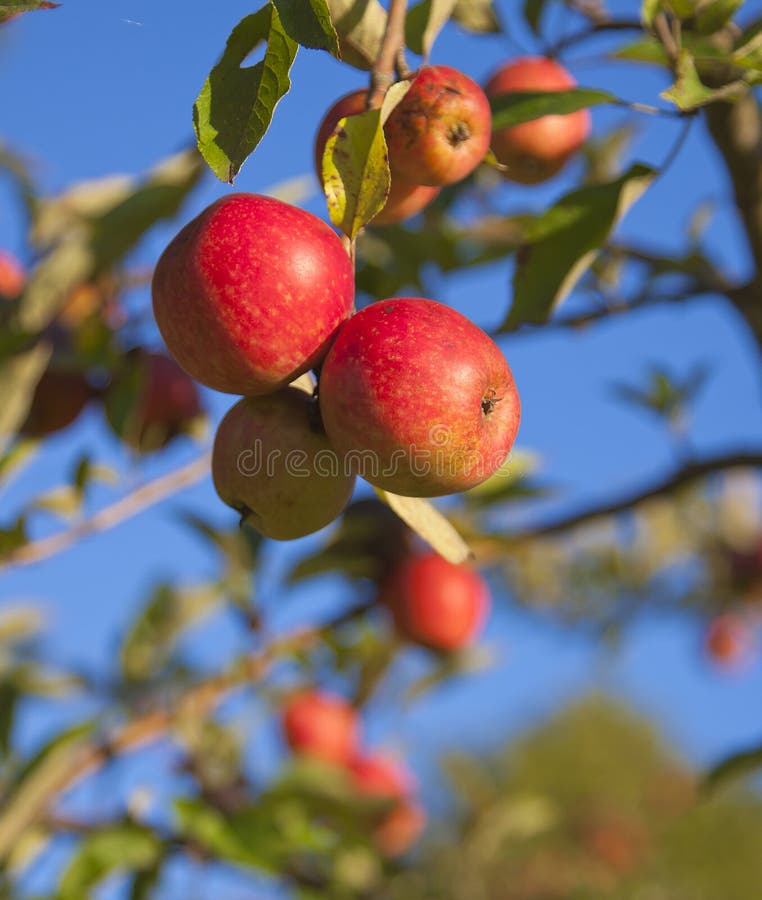 Ripe apple in a tree stock image. Image of healthy, lunch - 21363385