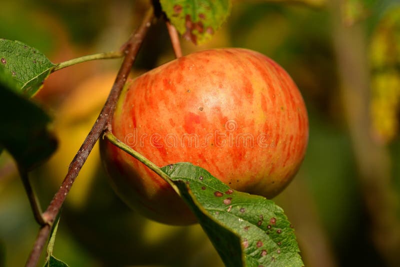 Ripe Apple on a Tree in a Closeup Stock Photo - Image of ripe ...