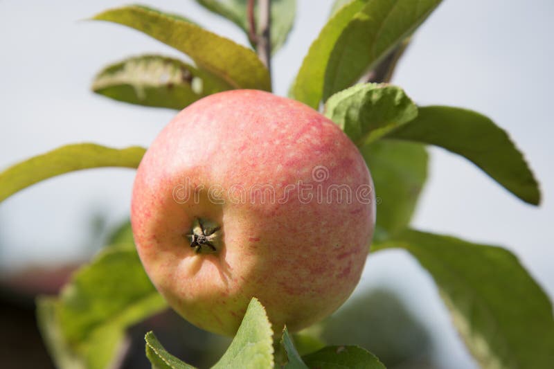 Ripe apple. stock image. Image of orchard, apple, natural - 59026247
