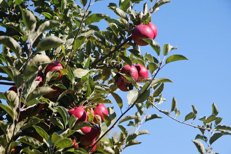 A Ripe Apple on the Tree in Autumn Season Stock Image - Image of ...