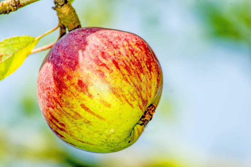 Ripe apple at a tree stock image. Image of fruit, autumnal - 33104163