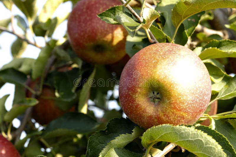 Ripe apple tree fruit stock image. Image of branch, environment - 130890595