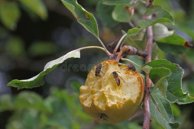 A Ripe Apple on the Tree with Wasps Stock Image - Image of autumn ...