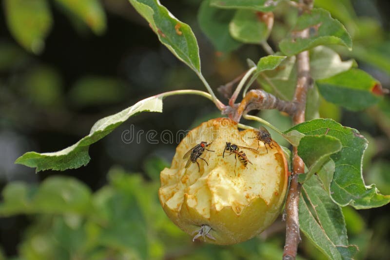 A Ripe Apple on the Tree with Wasps Stock Photo - Image of time, food ...