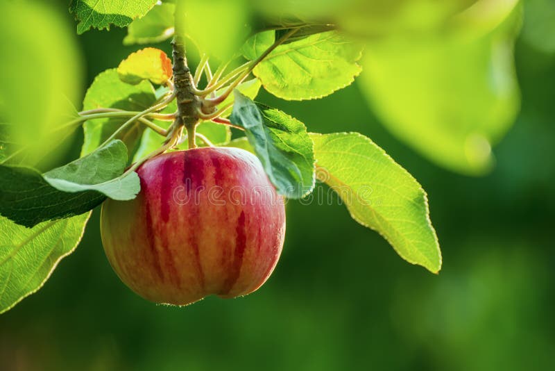 Ripe Appleon a Tree in the Garden Stock Photo - Image of ripe, harvest ...