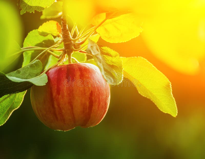 Appleon Tree Stock Photos - Free & Royalty-Free Stock Photos from ...