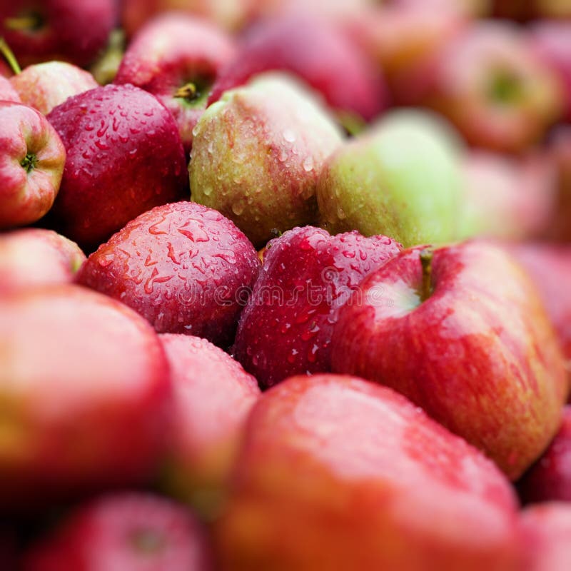 Ripe apples stock image. Image of food, healthy, harvesting - 13421473
