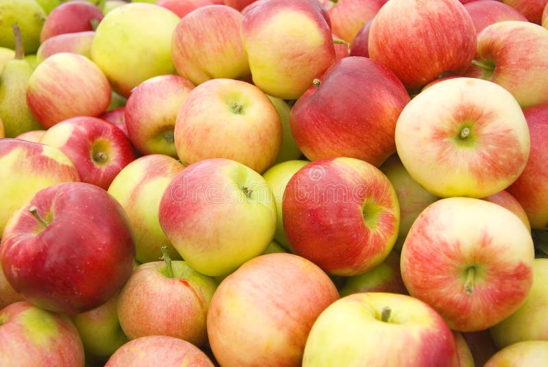 Ripe apples stock image. Image of large, dieting, leaf - 20228913