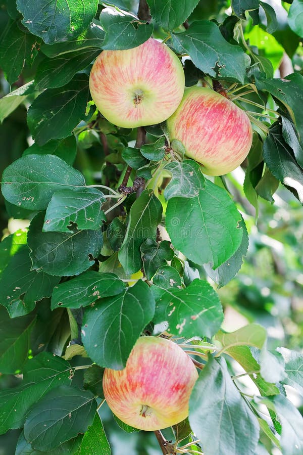 Ripe apples stock image. Image of crunchy, apple, vibrant - 25978121