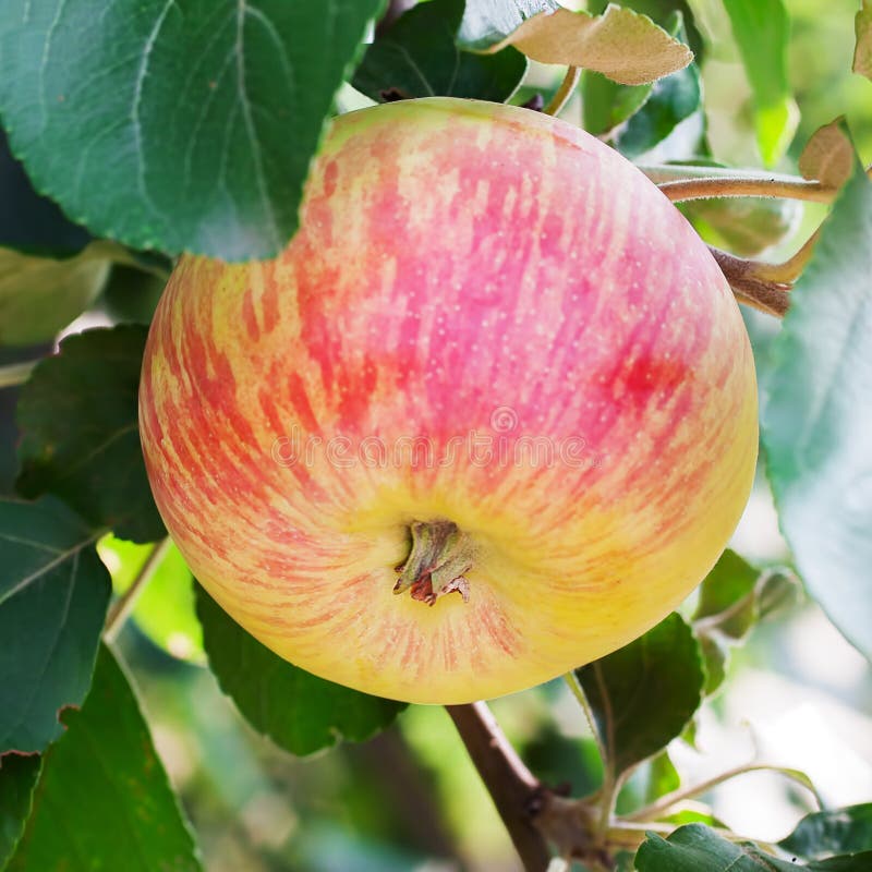 Ripe apples stock photo. Image of apple, snack, vibrant - 25978156