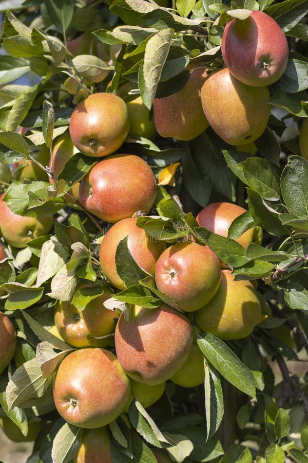 Ripe Apples in an Apple Plantation Stock Photo - Image of food, fruit ...