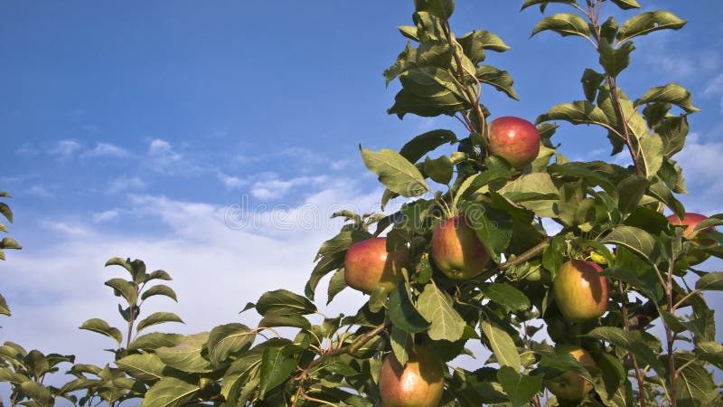 Two Ripe Red Apples and Half of Apple. Stock Photo - Image of green ...
