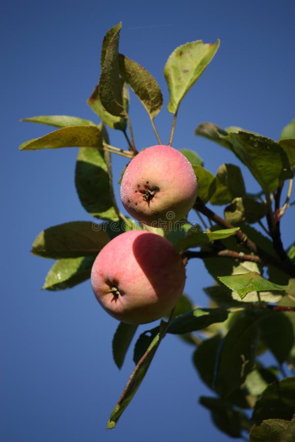 Ripe Apples on the Apple Tree Stock Image - Image of ripe, looks: 43804107