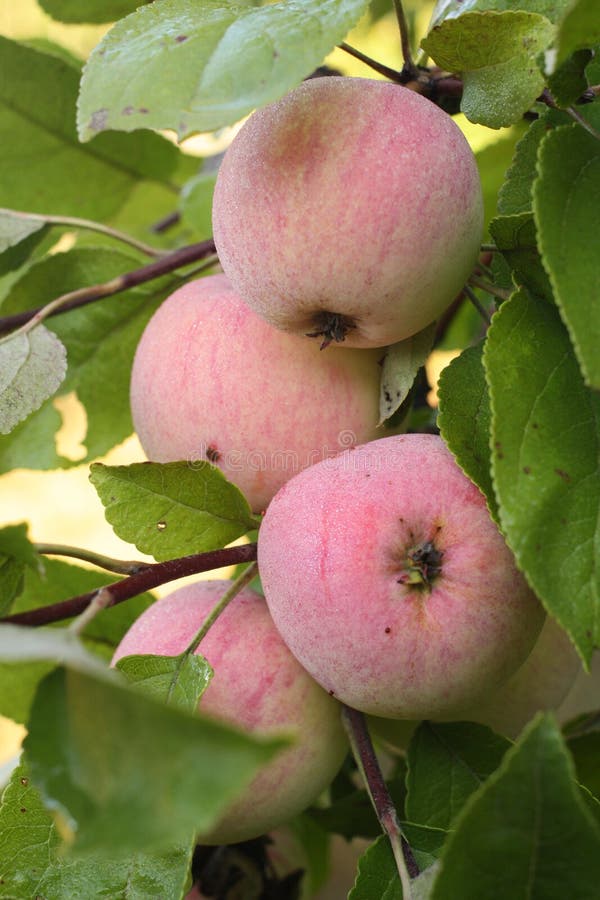 Ripe Apples on the Apple Tree Stock Image - Image of harvest, breed ...