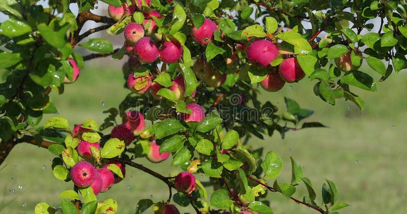Ripe Apples on the Apple Tree Under the Heavy Rain Stock Video - Video ...