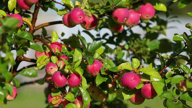 Red, Ripe Apples Lying on the Grass Under an Apple Tree. Apples Under a ...