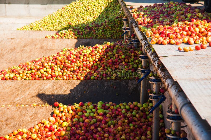 Ripe Apples Being Processed and Transported in an Industrial Pro Stock ...