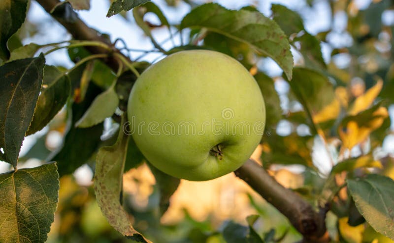 Ripe Apples on the Branches of a Tree. Stock Photo - Image of natural ...