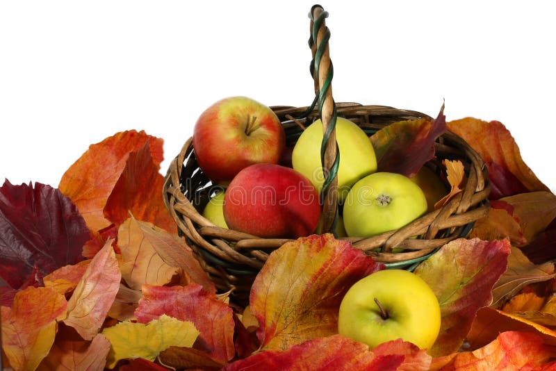 Ripe Apples in the Bright Autumn Foliage Stock Photo - Image of close ...