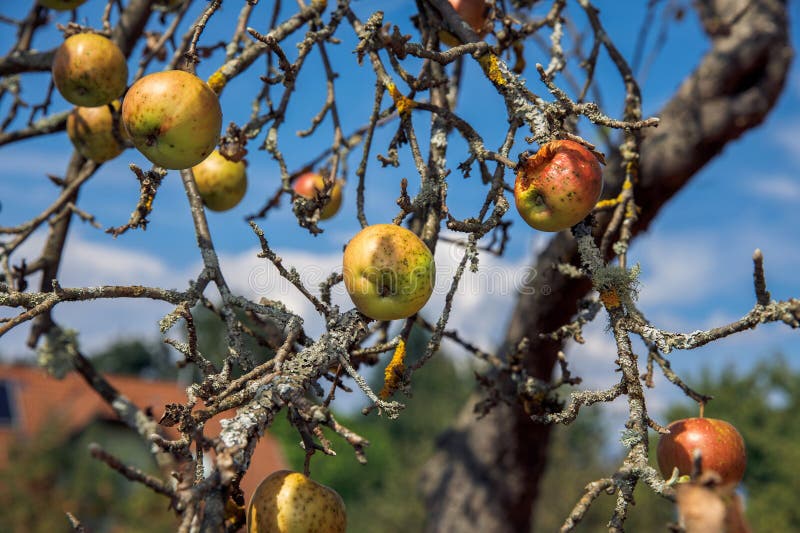 Ripe Apples, Decayed Apples, with Lichen, on Branches of Old Fruit Tree ...
