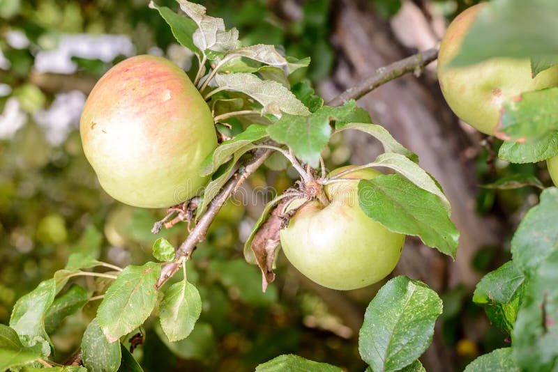 Ripe Apples Hang on a Tree/ripe Apples Hang on a Tree in the Garden ...