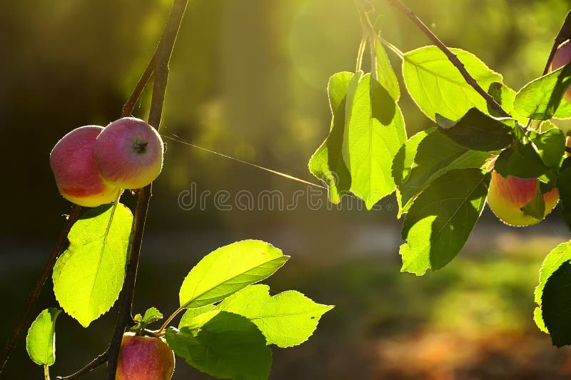 Ripe Apples in the Light of a Tree on the Branches of a Tree in the ...