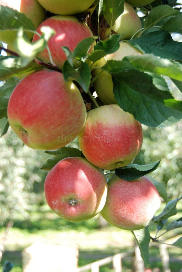 Ripe apples stock image. Image of field, apples, ripe - 45375105