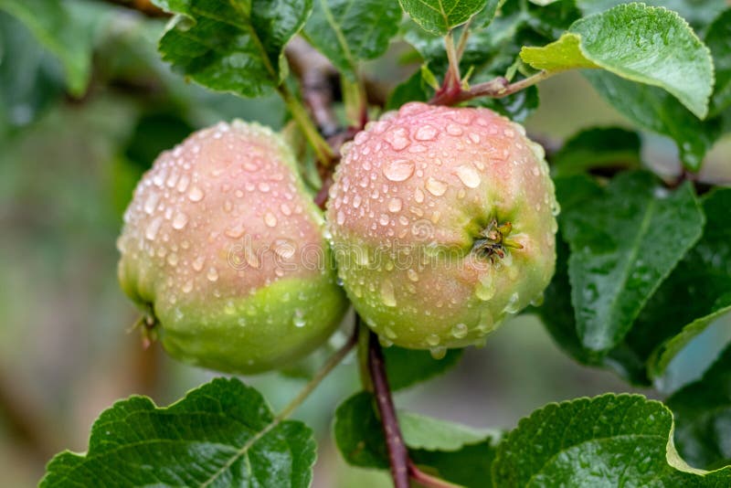 Ripe Apples with Raindrops on the Tree. Cultivation of Apples Stock ...