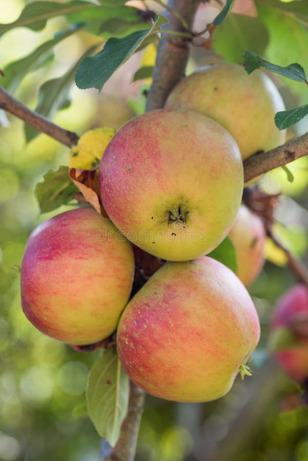 Ripe apples red and golden stock photo. Image of green - 77356614
