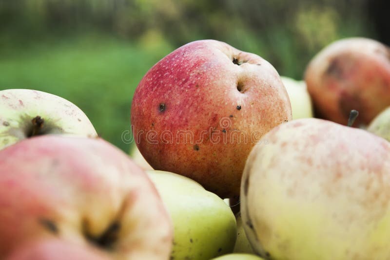 Ripe apples stock image. Image of fruit, apple, snack - 33225783