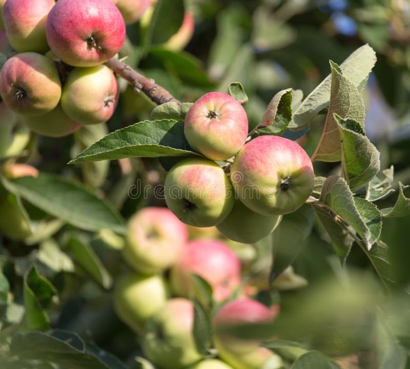 Ripe apples on a tree stock image. Image of healthy - 107690581