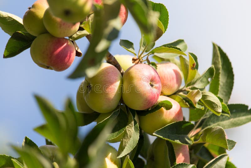 Ripe apples on a tree stock image. Image of green, outdoors - 107690585